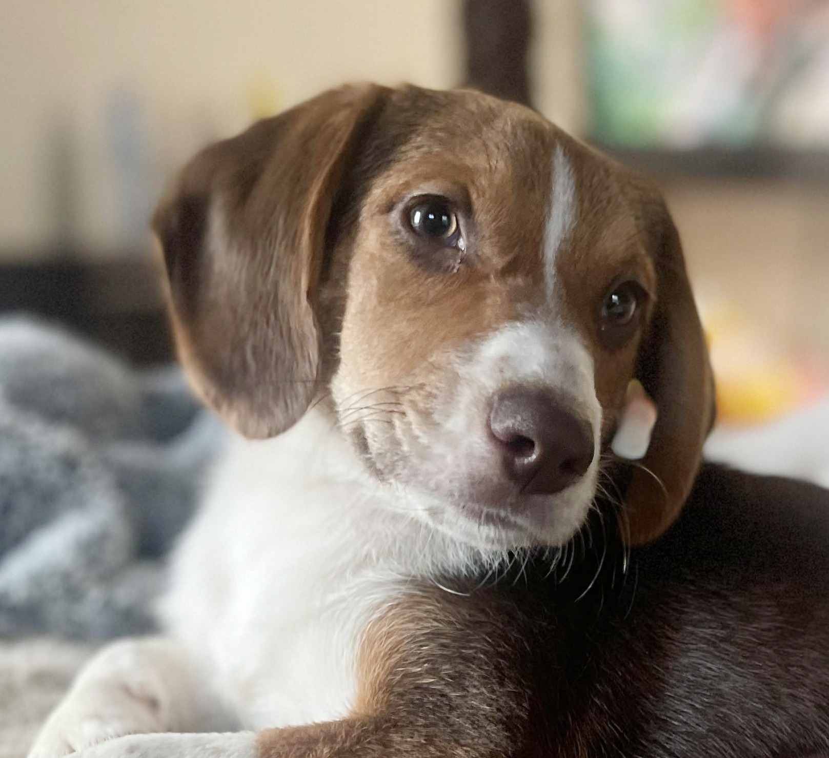 Rock N Rescue – Pet Adoption Rescue Service – Rescuing Pets to Rescue ...